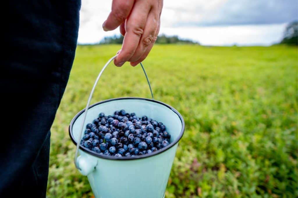 Wild Maine Blueberry Jam - The Reader's Kitchen